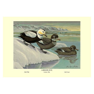 Labrador Duck, 12" x 18" - Traditional - Prints And Posters - by ...