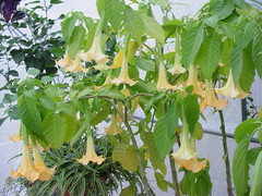 Angel Trumpet Seed Pods | Houzz Forum