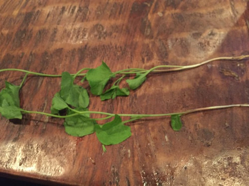 Need help to identify this pesky vine