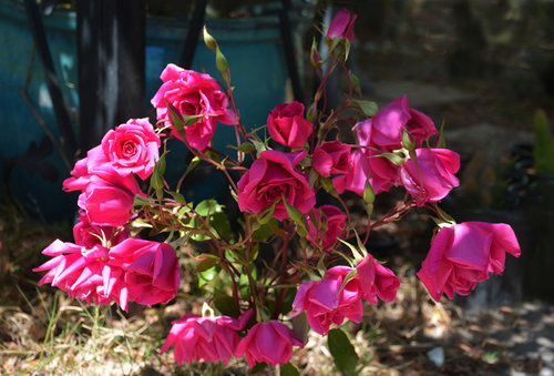 'Lady Ann Kidwell'