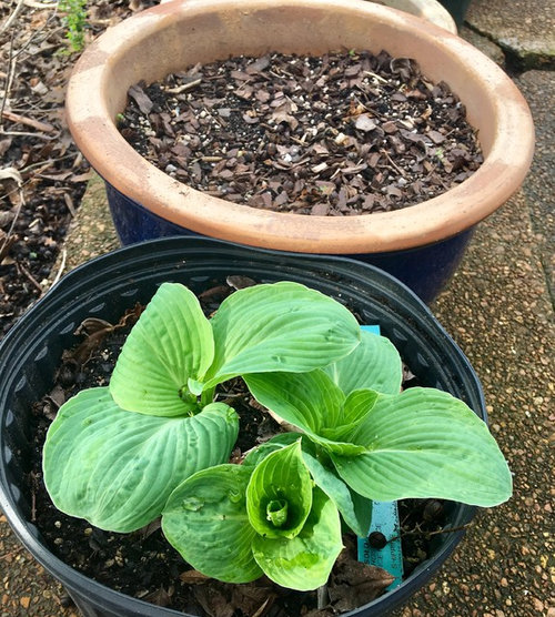 Pips and Plants