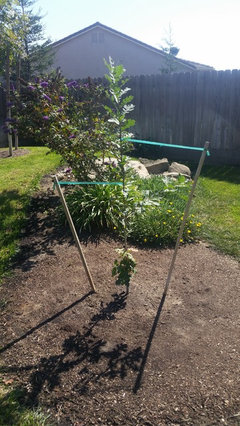 Quercus Urban Pinnacle oak tree