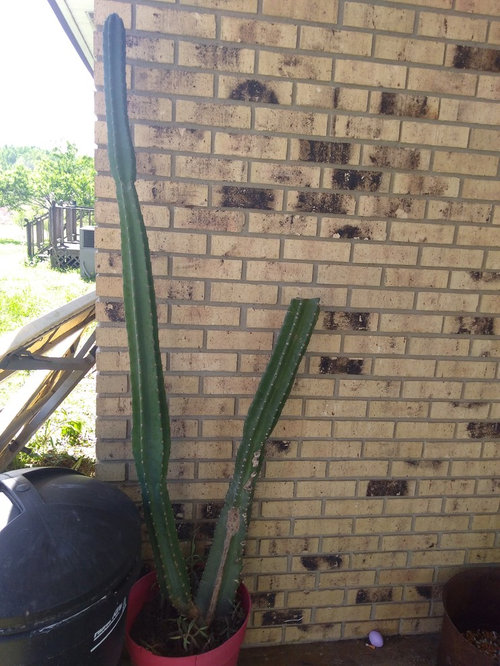 Any advice on this cactus?