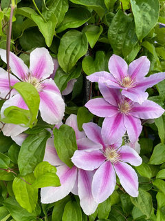 Random Garden Photos