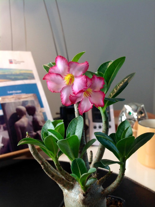Adenium arabicum 'RCN' Progress