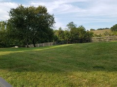 Planting a 100' treeline privacy fence