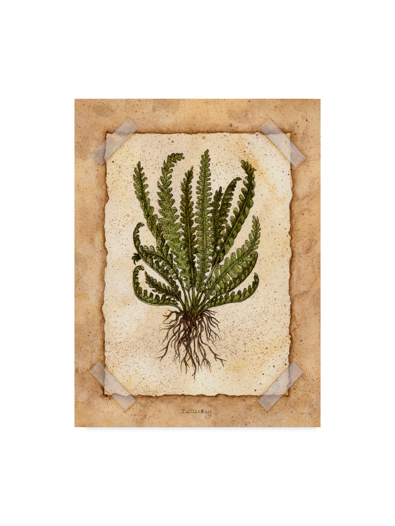 Robin Betterley 'Fern 4' Canvas Art, 35"x47" - Tropical - Prints And ...
