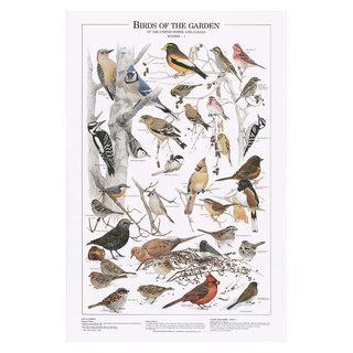 Bird Poster Wildbird Poster Identification Chart Garden Birds ...