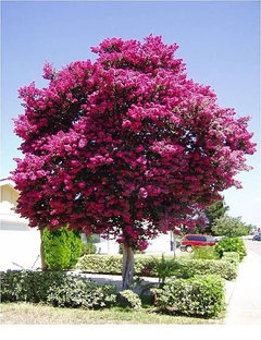 Front yard shade tree | Houzz AU