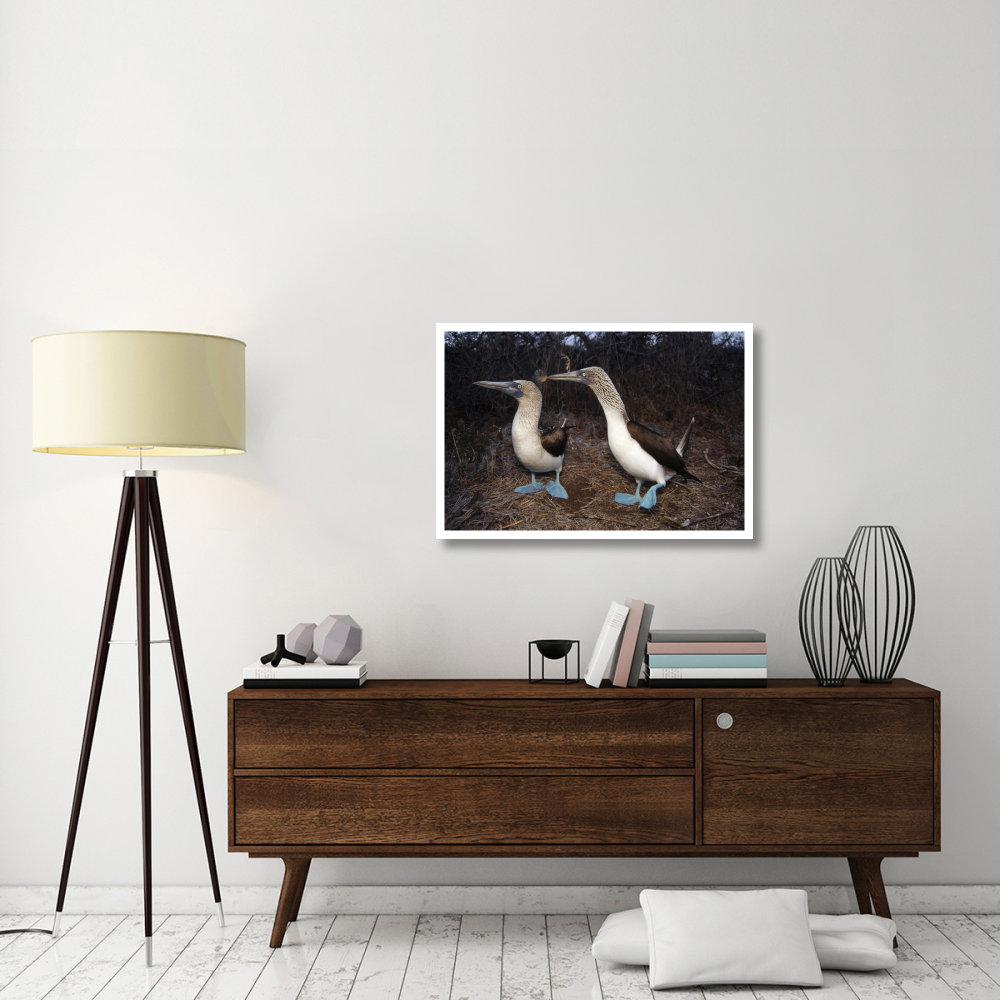 Blue-Footed Booby Pair Courting, Galapagos Islands, Ecuador-Paper Art ...