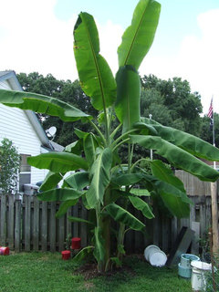 musa nam wah- banana