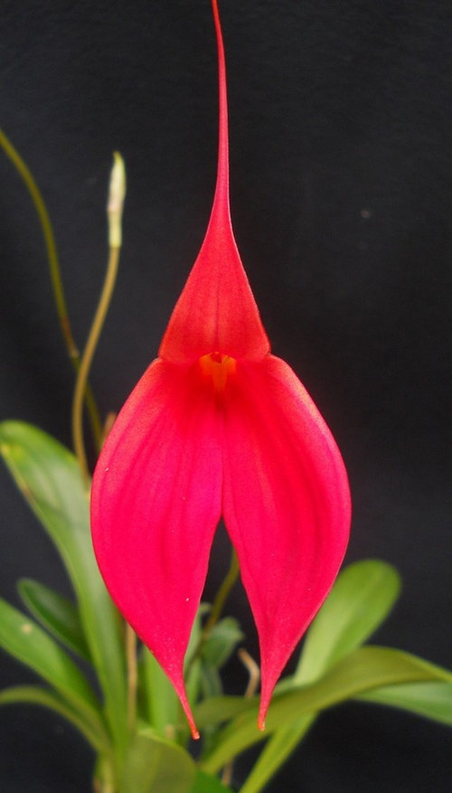 Masdevallia falcata 'Carmine'