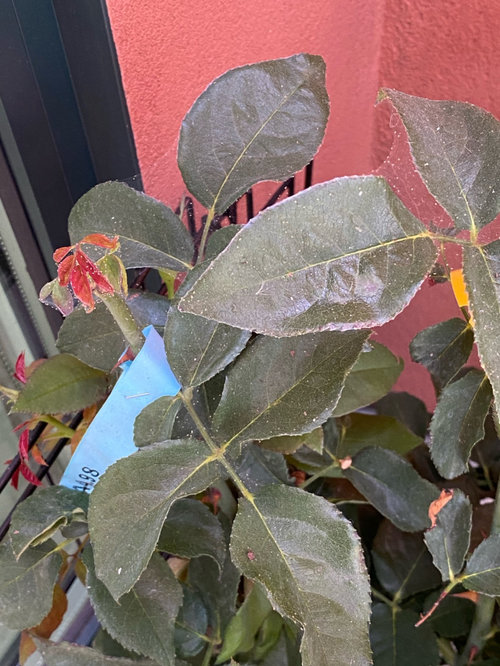 What are these bugs on my rose bush! HELP!!
