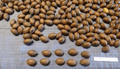 Growing Hickory and Hican for Nut Production (2)