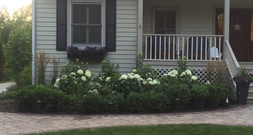 Boxwoods and hydrangea