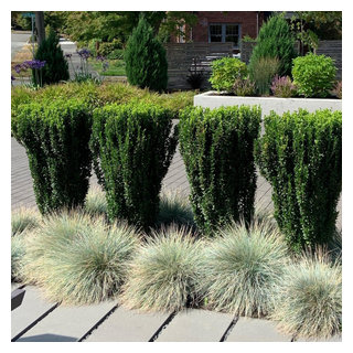 lush layers - Contemporary - Landscape - Seattle - by Spring Greenworks ...