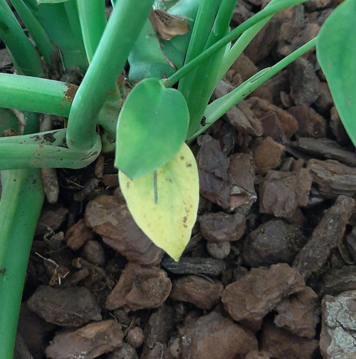 Root rot in monstera deliciosa?