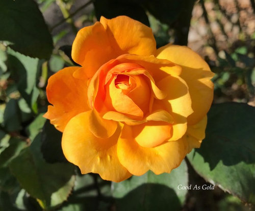 Roses in Hawaii | Houzz Forum
