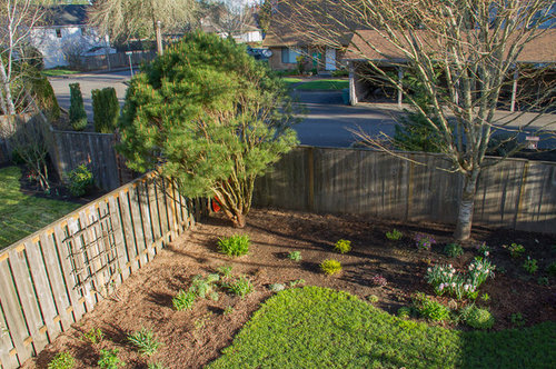 Specimen evergreen shrub?