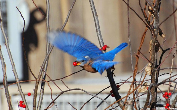 How to Bring the Joy of Bluebirds to Your Garden