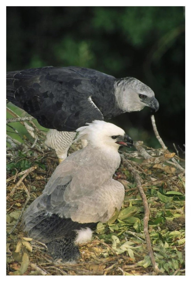 "Harpy Eagle female and chick, Amazonian Peru" Print by Tui De Roy, 14 ...