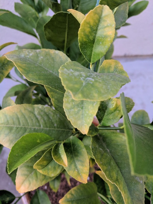 Meyer Lemon deficiency