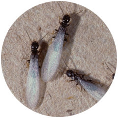 White-winged flying insects ID