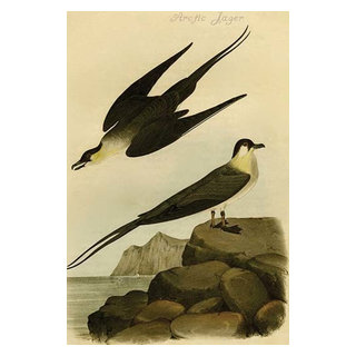 Arctic Jager, 20" x 30" - Traditional - Prints And Posters - by ...