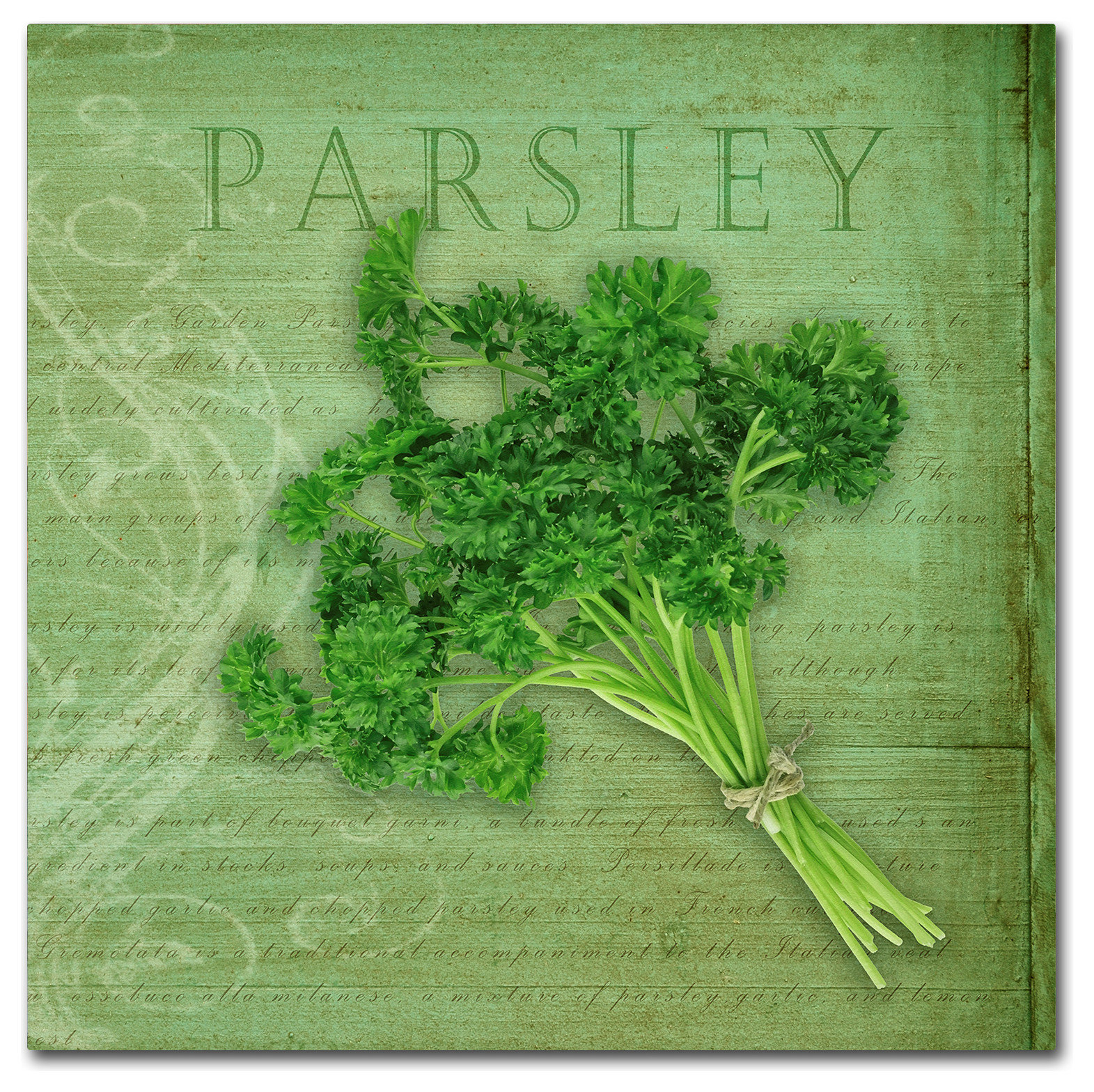 Cora Niele 'Classic Herbs Parsley' Canvas Art, 35"x35" - Contemporary ...