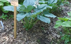 Trip to Fox Hosta Farm