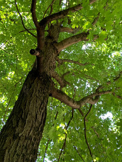 Norway Maple trunk/root rot?