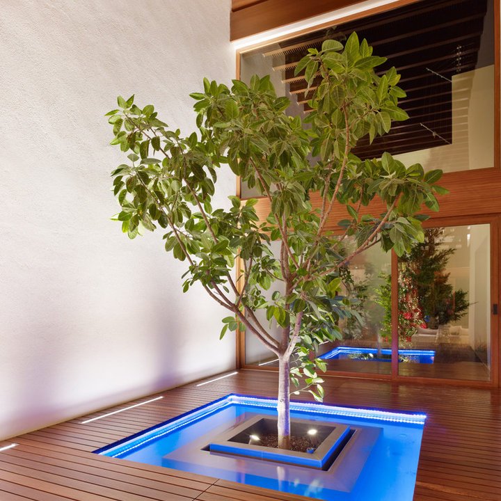 Tree Bosque - Photos & Ideas | Houzz