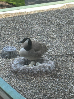How to make friends with a gander | Houzz Forum