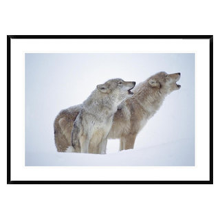 Timber Wolves Close-Up Portrait Of Pair Howling In Snow, 42"x30 ...