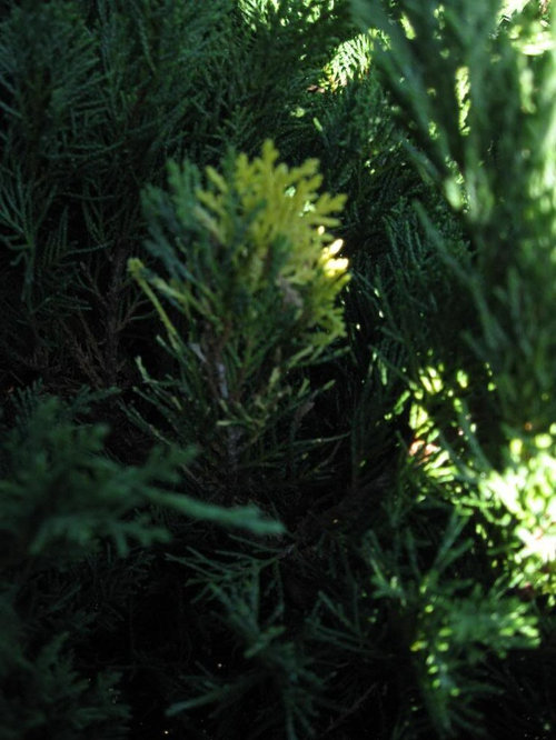 variegated juniper shoot??