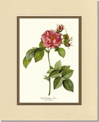 Vintage Botanical Rose Art Print: Little Cabbage Rose, Rosa turbinata ...