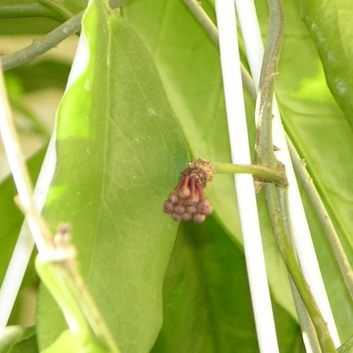 Hoya subcalva buds!!!