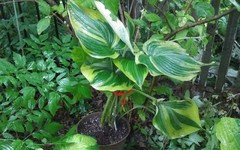 Trip to Fox Hosta Farm | Houzz Forum