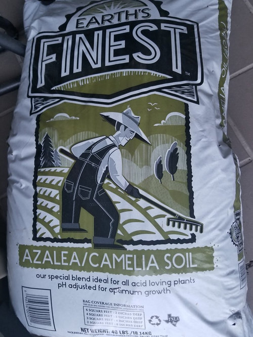 How can I help these Azaleas?