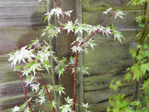 Acer Identification