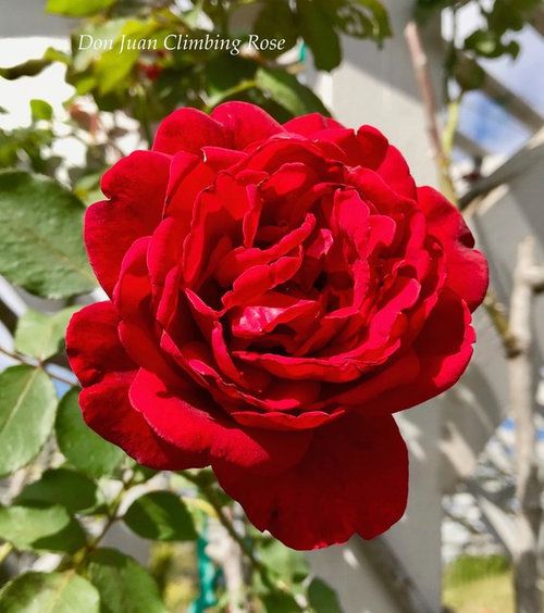 Roses in Hawaii | Houzz Forum