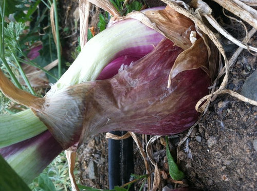 Splitting red onions