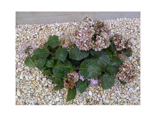 Fungus hydrangea??