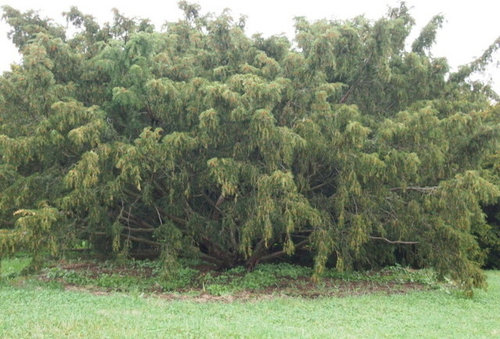 Weeping English Yew?