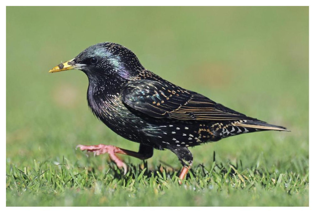 "Common Starling walking, Christchurch, New Zealand" Paper Art, 20"x14 ...