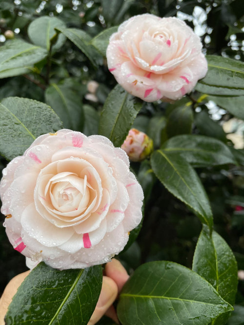 Camellia season in northern VA | Houzz Forum