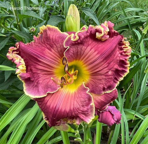 Daylilies with big ruffled edges
