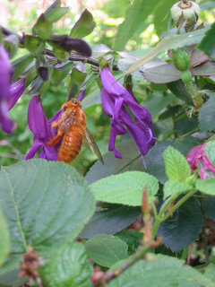 please help ID creatures