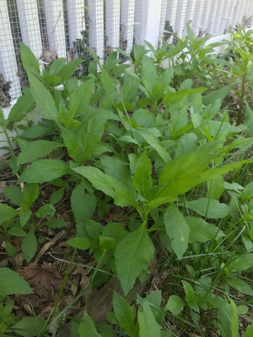 Red stemmed vine and leafy weed id