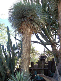 Yucca spp